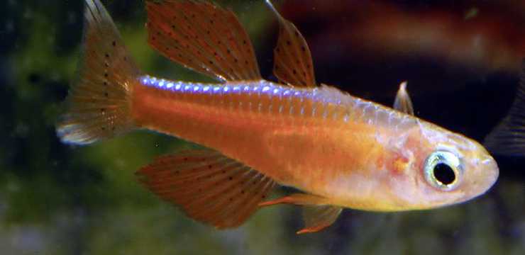 Welcome to the website of Aquarium Glaser - Aquarium Glaser GmbH