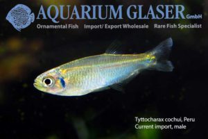 Dwarf Tetras from Peru 2: Tyttocharax cochui - Aquarium Glaser GmbH