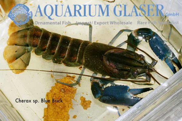 Cherax sp. Brillant Pink / Blue Brick - Aquarium Glaser GmbH