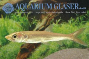 Elopichthys bambusa - Aquarium Glaser GmbH