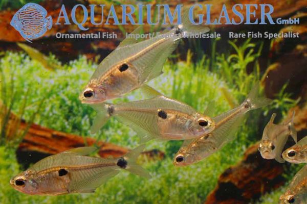 Phenacogaster tegatus - Aquarium Glaser GmbH