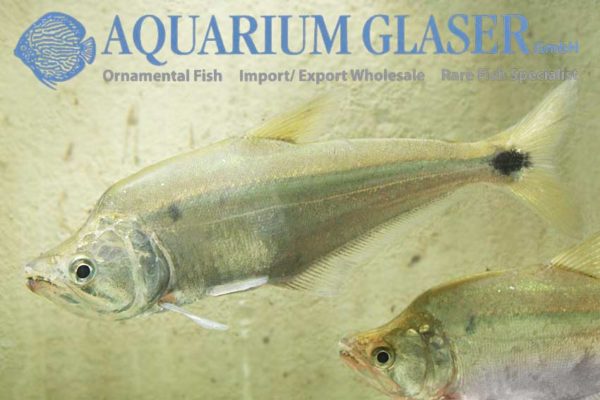 Cynopotamus atratoensis - Aquarium Glaser GmbH