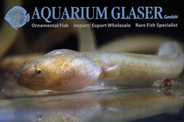 05. Eels - Aquarium Glaser GmbH