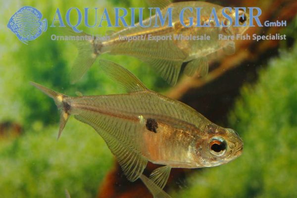 Phenacogaster tegatus - Aquarium Glaser GmbH