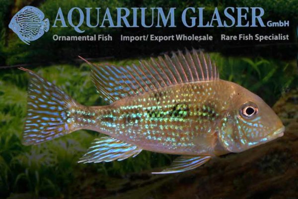 Geophagus mirabilis - Aquarium Glaser GmbH