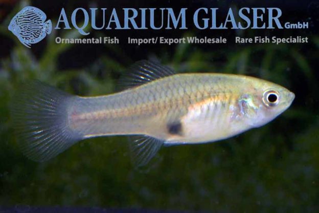 Xiphophorus variatus Rio Pantepec - Aquarium Glaser GmbH