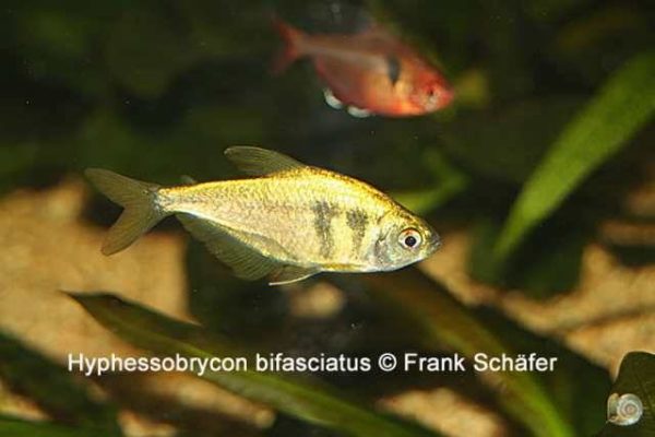 09. Characoids: tetra relationship - Page 5 of 5 - Aquarium Glaser GmbH