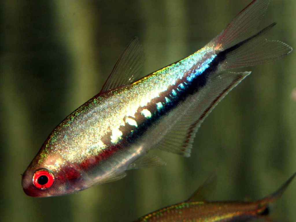 09. Characoids: tetra relationship - Page 5 of 5 - Aquarium Glaser GmbH