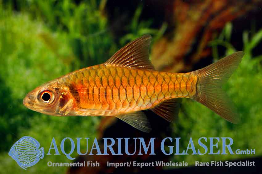 Clypeobarbus congicus - Aquarium Glaser GmbH