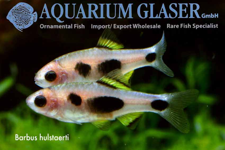 Congo-importation arrived! - Aquarium Glaser GmbH