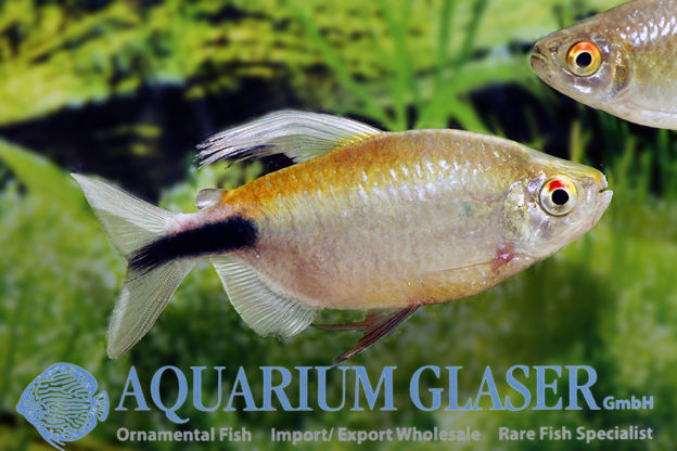 Bryconalestes longipinnis - Aquarium Glaser GmbH