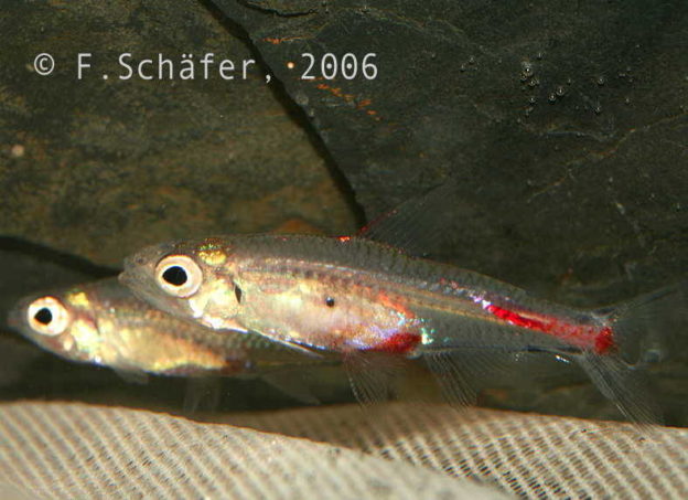 09. Characoids: tetra relationship - Page 5 of 5 - Aquarium Glaser GmbH
