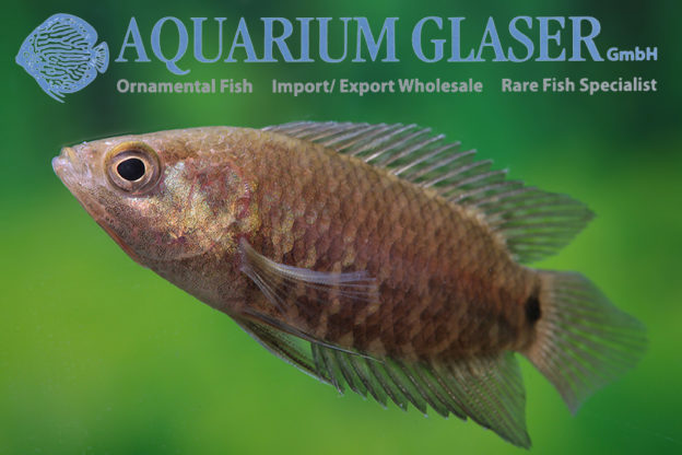 Microctenopoma fasciolatum - Aquarium Glaser GmbH