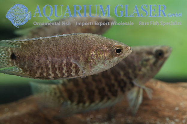 Microctenopoma fasciolatum - Aquarium Glaser GmbH
