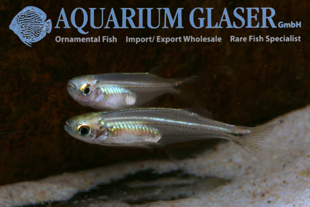 Denticeps clupeoides - Aquarium Glaser GmbH