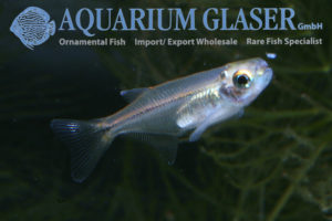 Denticeps clupeoides - Aquarium Glaser GmbH