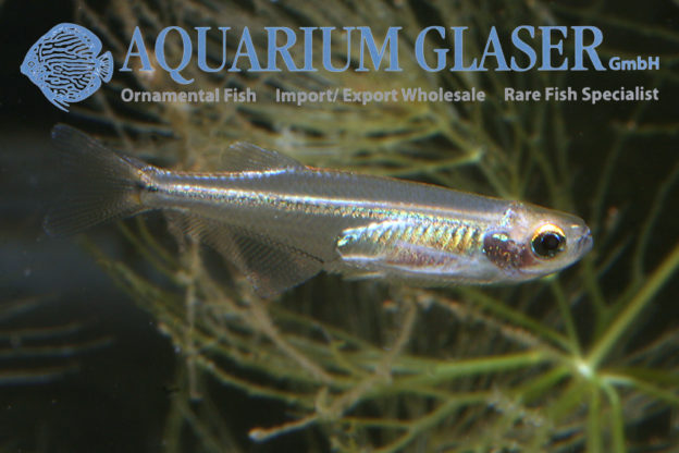 Denticeps clupeoides - Aquarium Glaser GmbH