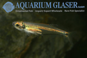 Denticeps clupeoides - Aquarium Glaser GmbH