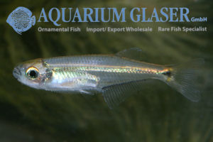 Denticeps clupeoides - Aquarium Glaser GmbH