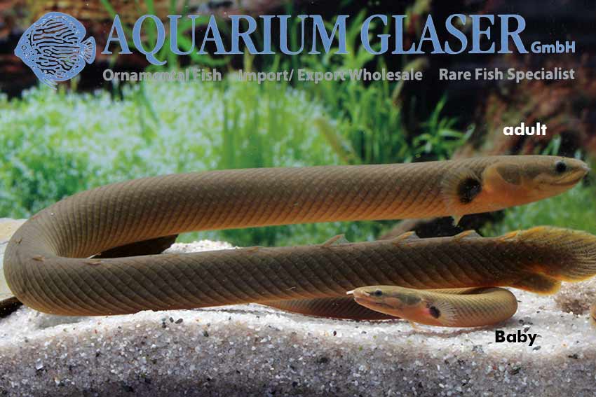 Baby reedfish arrived - Aquarium Glaser GmbH