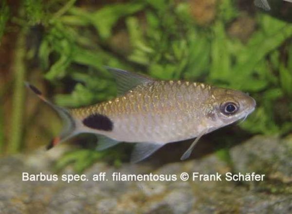 Fish Archive - Page 28 of 30 - Aquarium Glaser GmbH