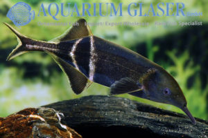 Gnathonemus petersii - Peters' elephantnose fish - Aquarium Glaser GmbH