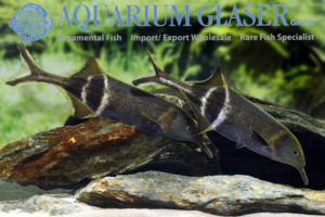 Gnathonemus petersii - Peters' elephantnose fish - Aquarium Glaser GmbH