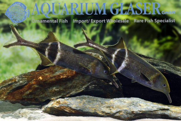 Gnathonemus petersii - Peters' elephantnose fish - Aquarium Glaser GmbH