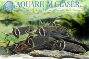 Gnathonemus petersii - Peters' elephantnose fish - Aquarium Glaser GmbH