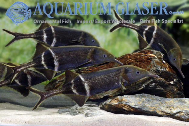 Gnathonemus petersii - Peters' elephantnose fish - Aquarium Glaser GmbH