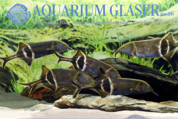 Gnathonemus petersii - Peters' elephantnose fish - Aquarium Glaser GmbH