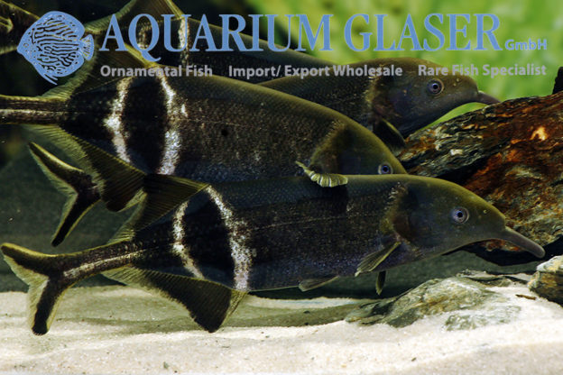 Gnathonemus petersii - Peters' elephantnose fish - Aquarium Glaser GmbH