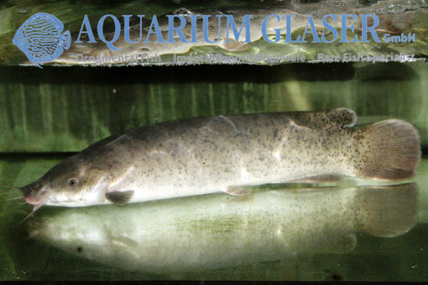 electric catfish - Aquarium Glaser GmbH