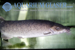 Malapterurus microstoma 50 cm! - Aquarium Glaser GmbH