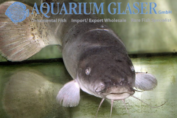 Malapterurus microstoma 50 cm! - Aquarium Glaser GmbH