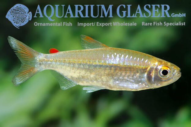 Micralestes humilis ( = "M. stormsi") - Aquarium Glaser GmbH