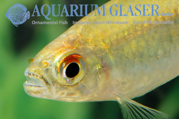 Micralestes humilis ( = "M. stormsi") - Aquarium Glaser GmbH