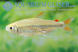 Micralestes humilis ( = „M. stormsi“) - Aquarium Glaser GmbH