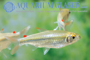 Micralestes humilis ( = "M. stormsi") - Aquarium Glaser GmbH