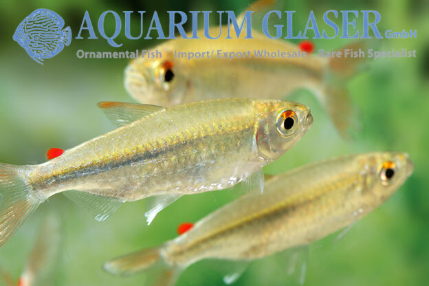Micralestes humilis ( = „M. stormsi“) - Aquarium Glaser GmbH