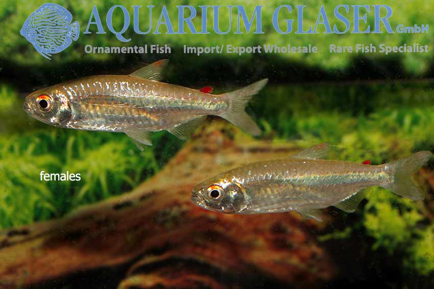 Fischarchiv - Seite 19 von 30 - Aquarium Glaser GmbH