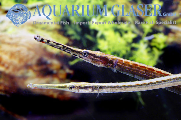 21. Seahorses and Pipefish - Aquarium Glaser GmbH