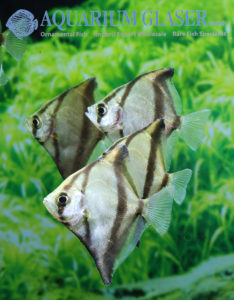 Monodactylus sebae - Aquarium Glaser GmbH