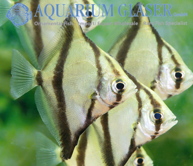 Monodactylus sebae - Aquarium Glaser GmbH