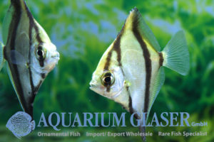 Monodactylus sebae - Aquarium Glaser GmbH