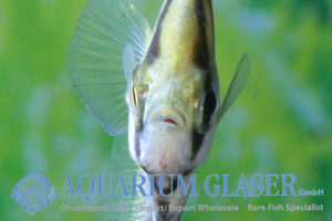 Monodactylus sebae - Aquarium Glaser GmbH