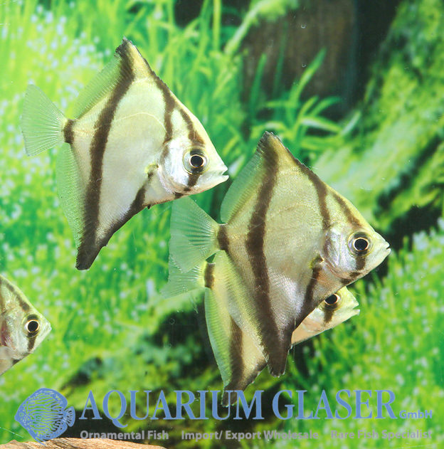 Monodactylus sebae - Aquarium Glaser GmbH