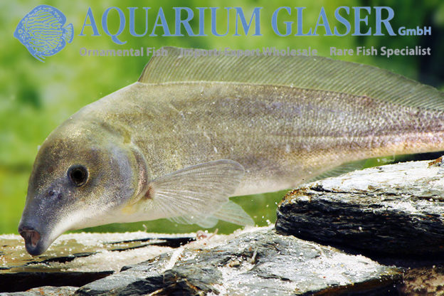Mormyrus rume - Aquarium Glaser GmbH