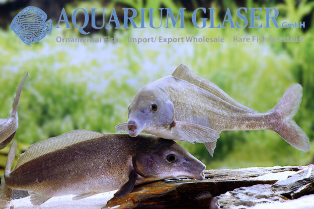 Mormyrus rume ( = "M. longirostris") - Aquarium Glaser GmbH