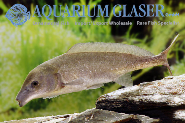 Mormyrus rume - Aquarium Glaser GmbH